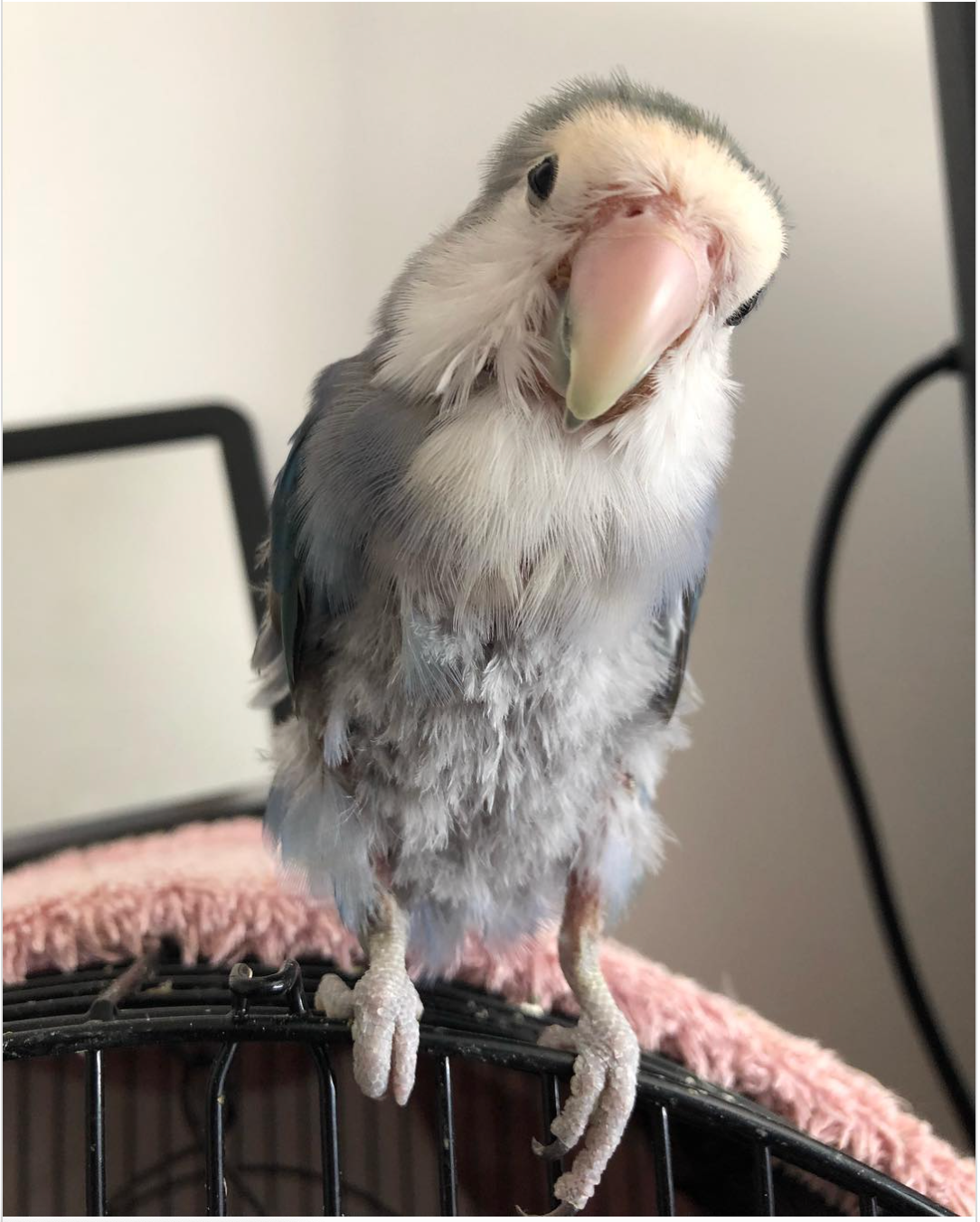 Psittacine Beak and Feather Disease (PBFD) in parakeet